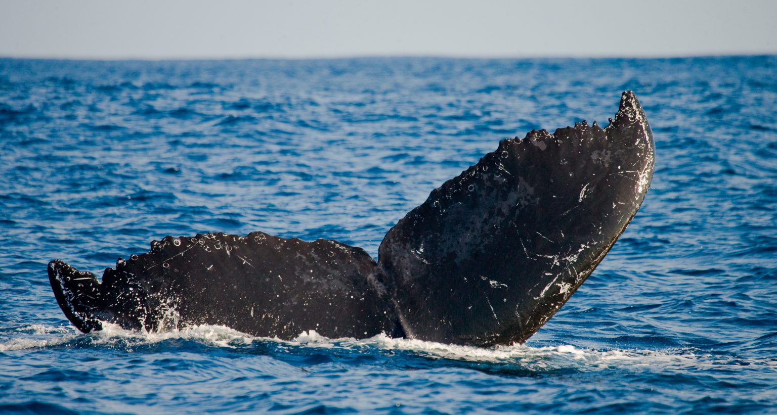 El Golfo de Tribugá y el peligro de la contaminación acústica para las ballenas - Martin Prieto ...